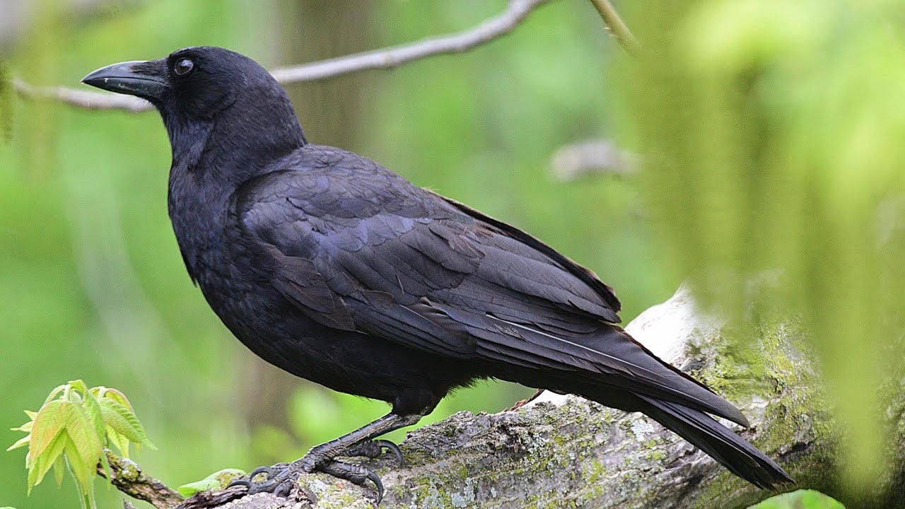 apocalypse bird - YouTube