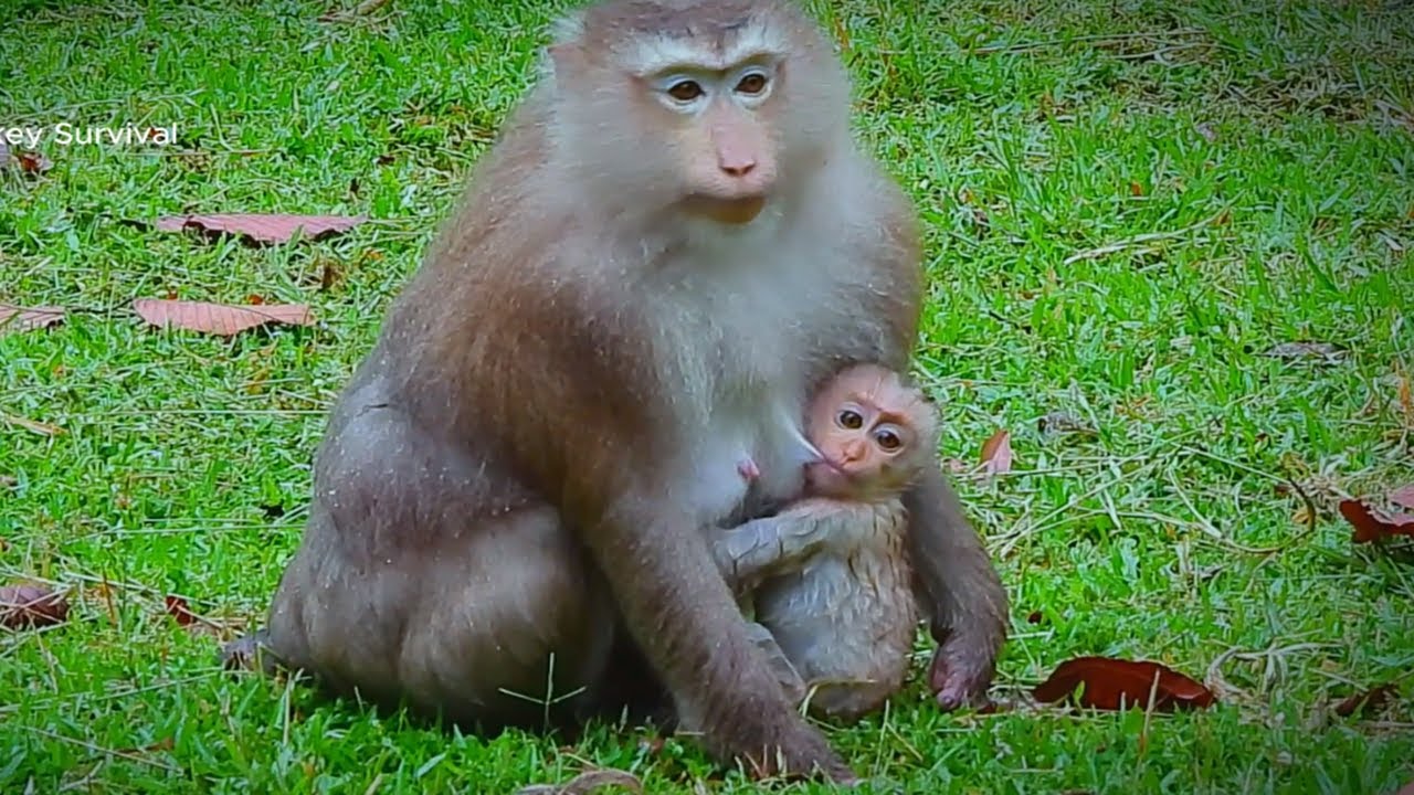 Ooh Feeling Pity Hungry Hugs Baby Finding Food Under Raining! - YouTube