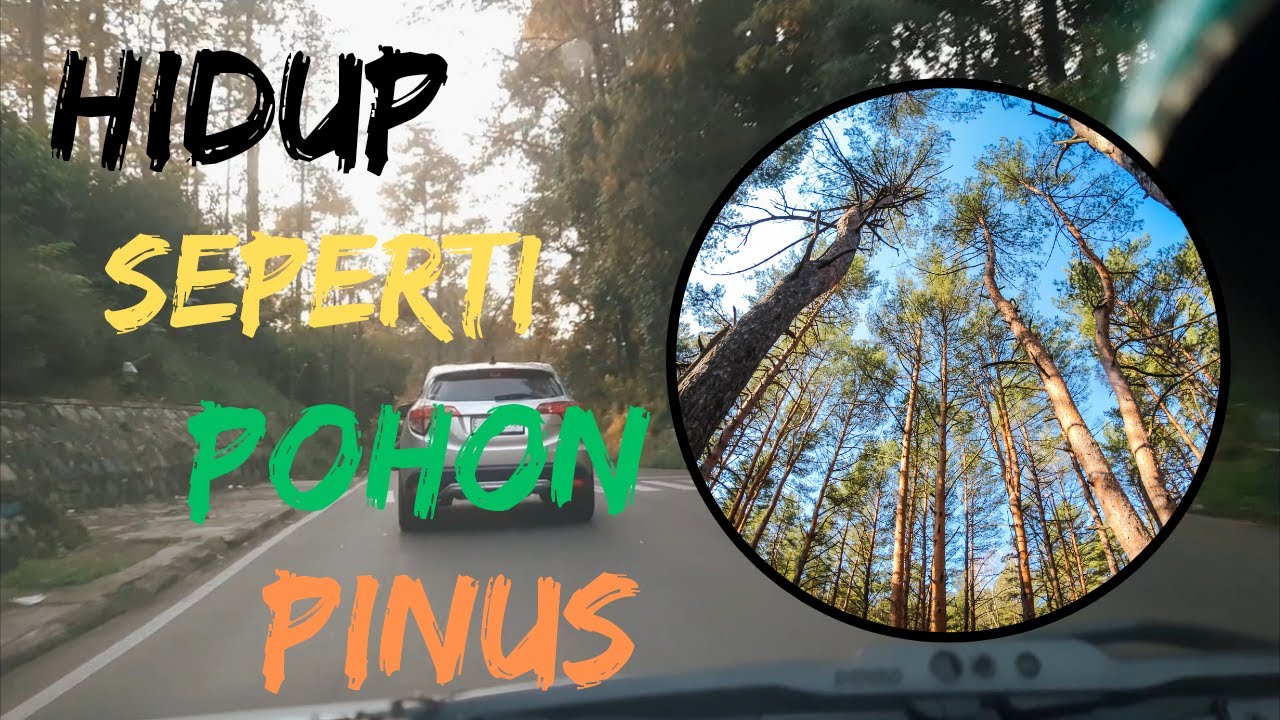 Filosofi Pohon Pinus. Belajar motivasi hidup dari pohon pinus - YouTube