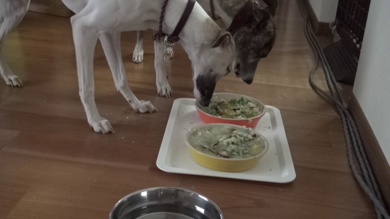 My whippets are eating handmade breakfast - YouTube