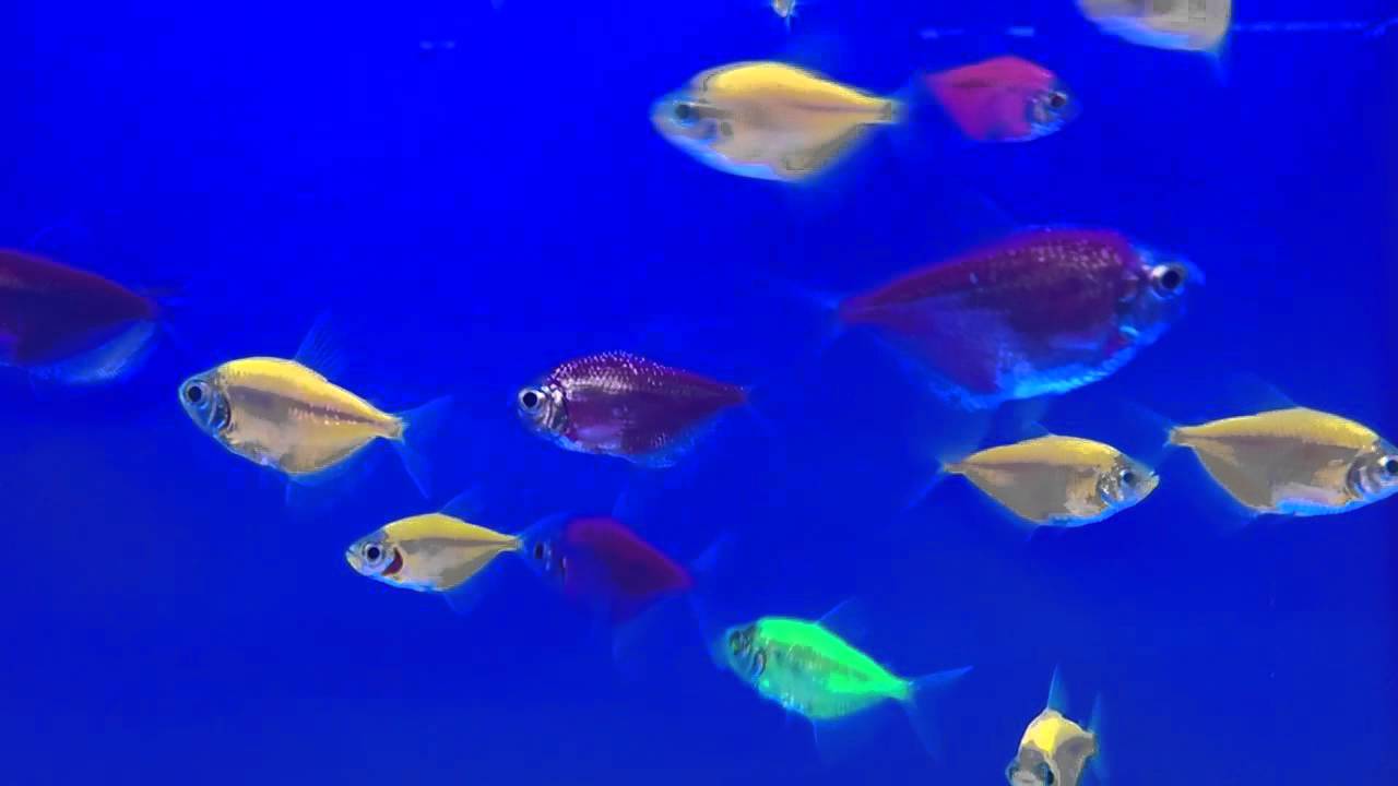 Fish and Autism - YouTube