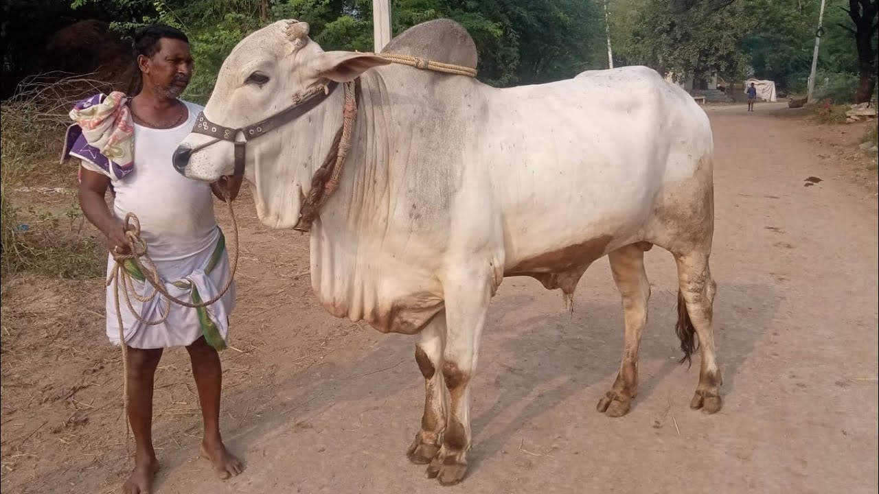 4teeth ongole bull for sale +91 72078 48349 - YouTube