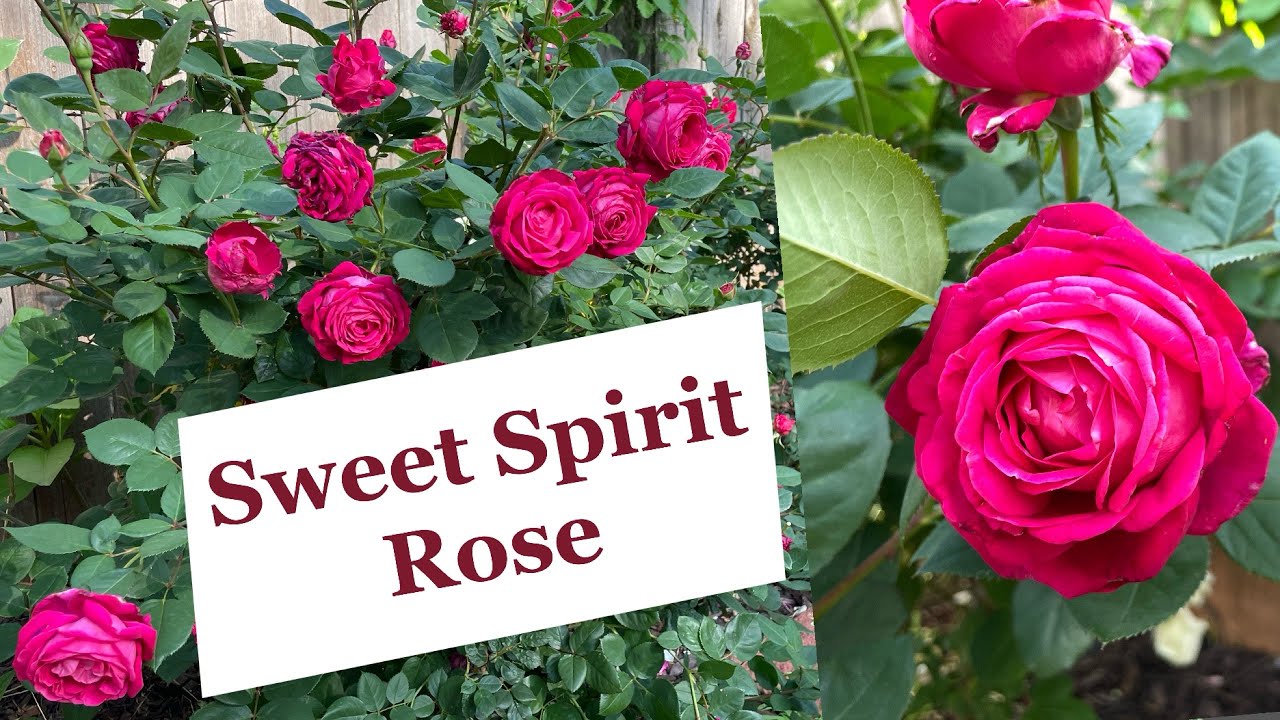 Sweet Spirit Rose — Year 3 - YouTube
