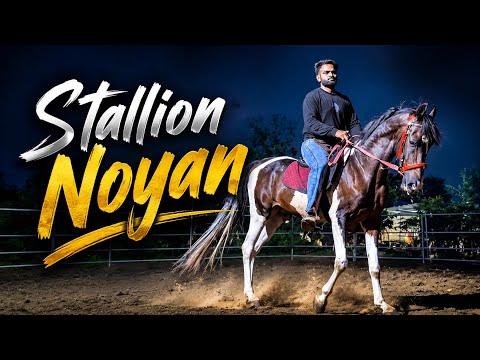 Stallion Noyan - Beautiful Lal Ablak Ghoda at Choudhary Horse Farm Mumbai 