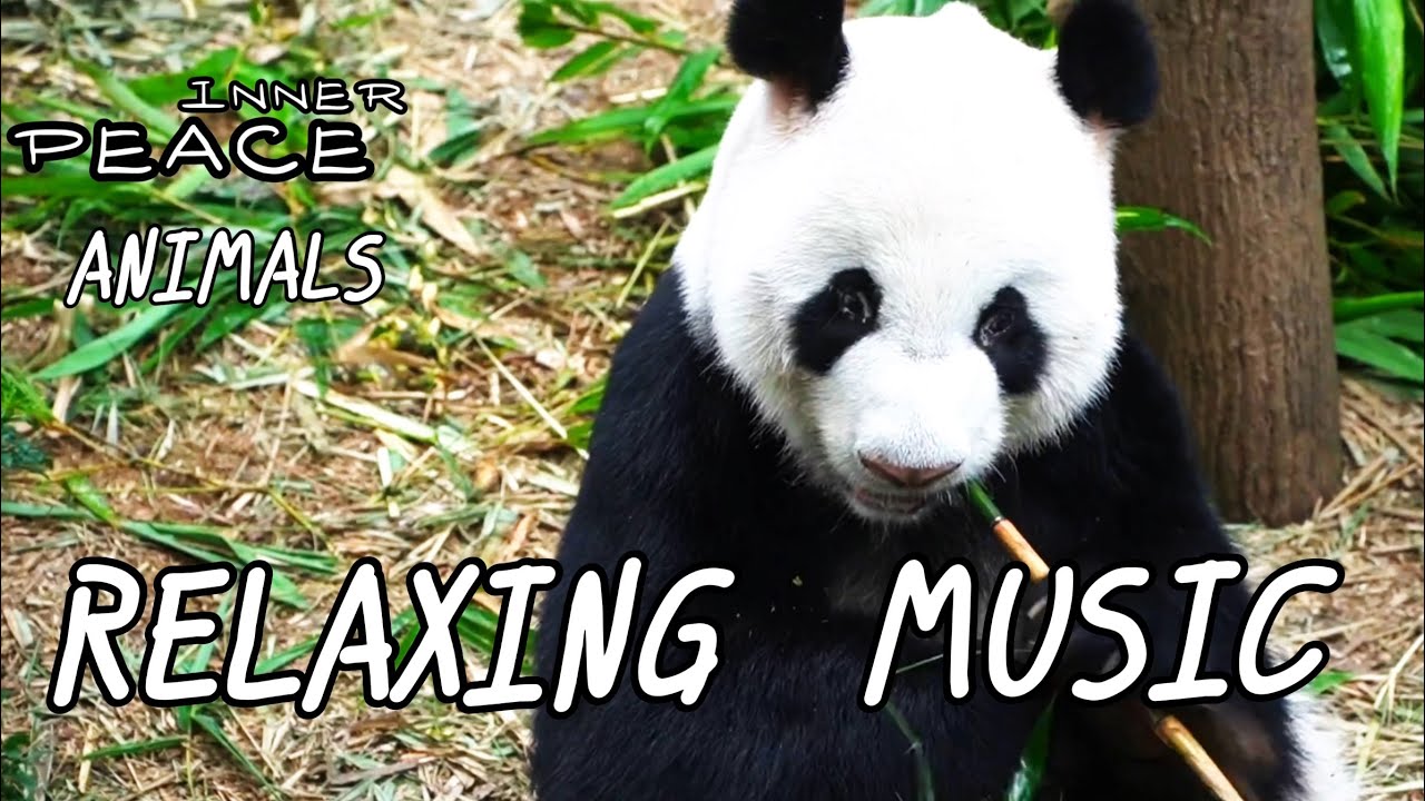 Animals 🎵 Beautiful relaxing music Calming relaxation videos for sleep ...