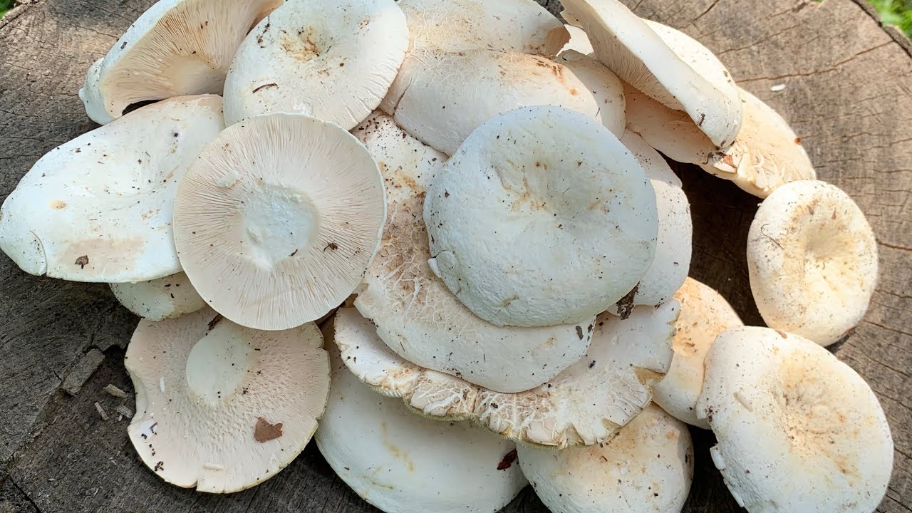 Mycology Lactifluus piperatus (Blancaccio), Peppery Milk-cap, Iutari ...