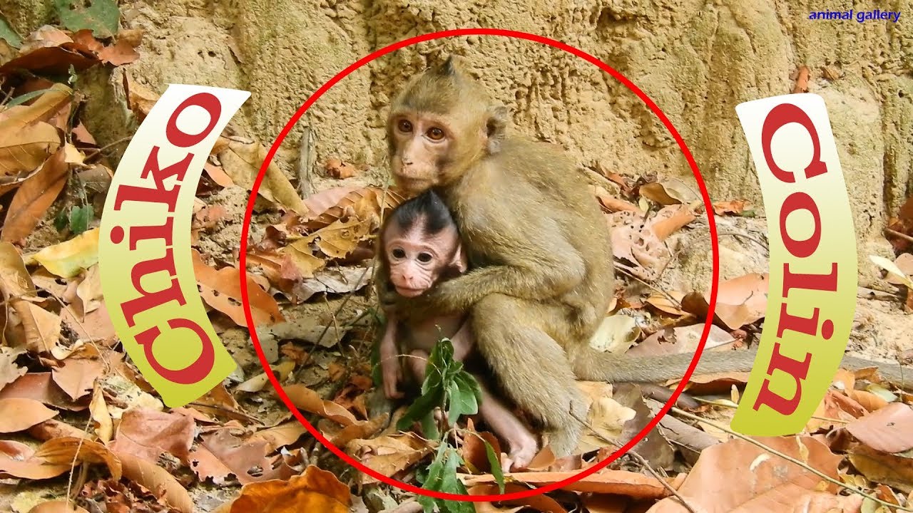 Funny Young girl monkey Chiko take care baby monkey Colin | They are ...