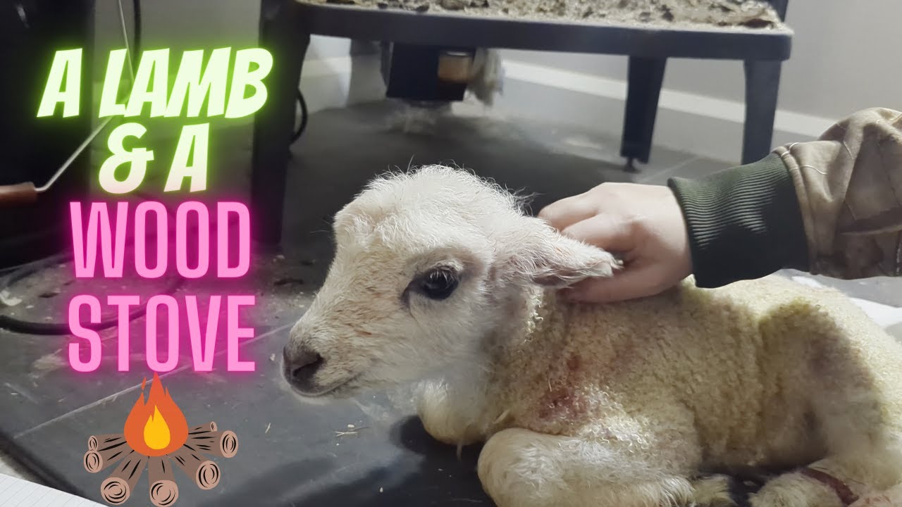 Just a Lamb and a Wood Stove - Baby needed a warm up! - YouTube