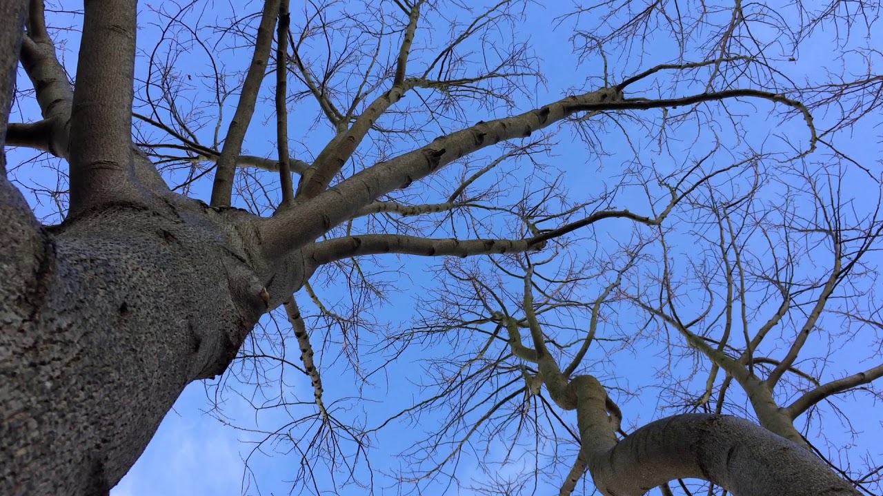 Tulip Tree (Liriodendron tulipifera) - canopy - December 2017 - YouTube