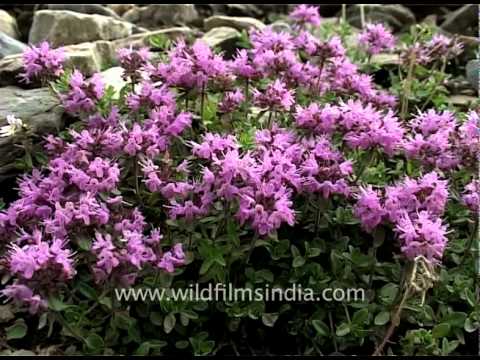 Thymus linearis or wild ajwain - YouTube