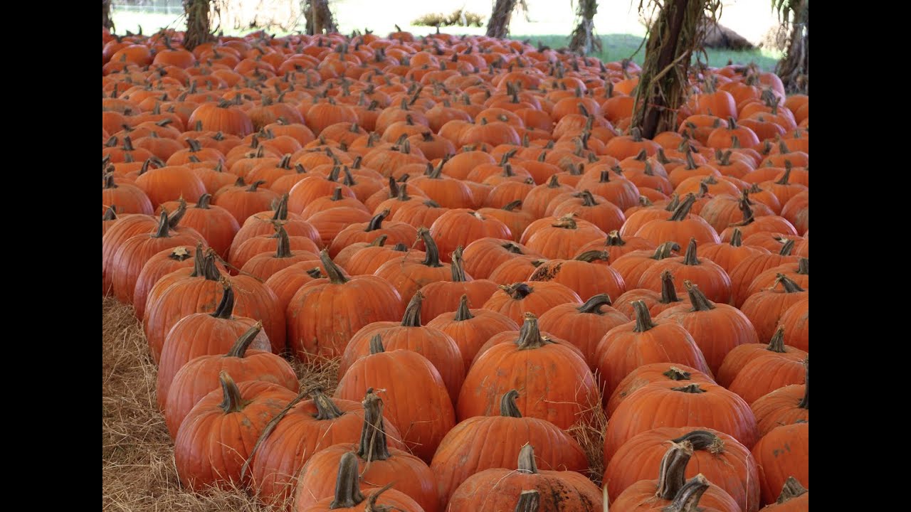 FLORIDA / PUMPKIN FESTIVAL / HUNSADER FARMS / Cheryls Home Cooking ...