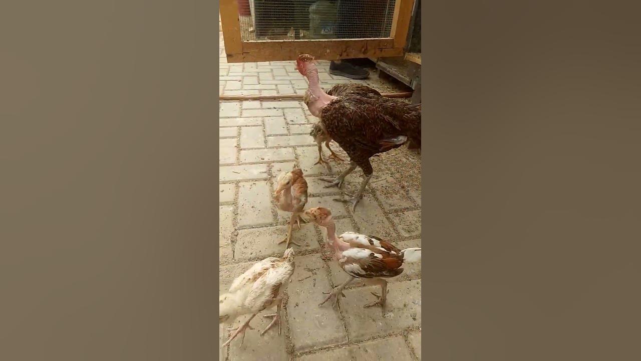 aseel hen | aseel chick | zoo tv - YouTube