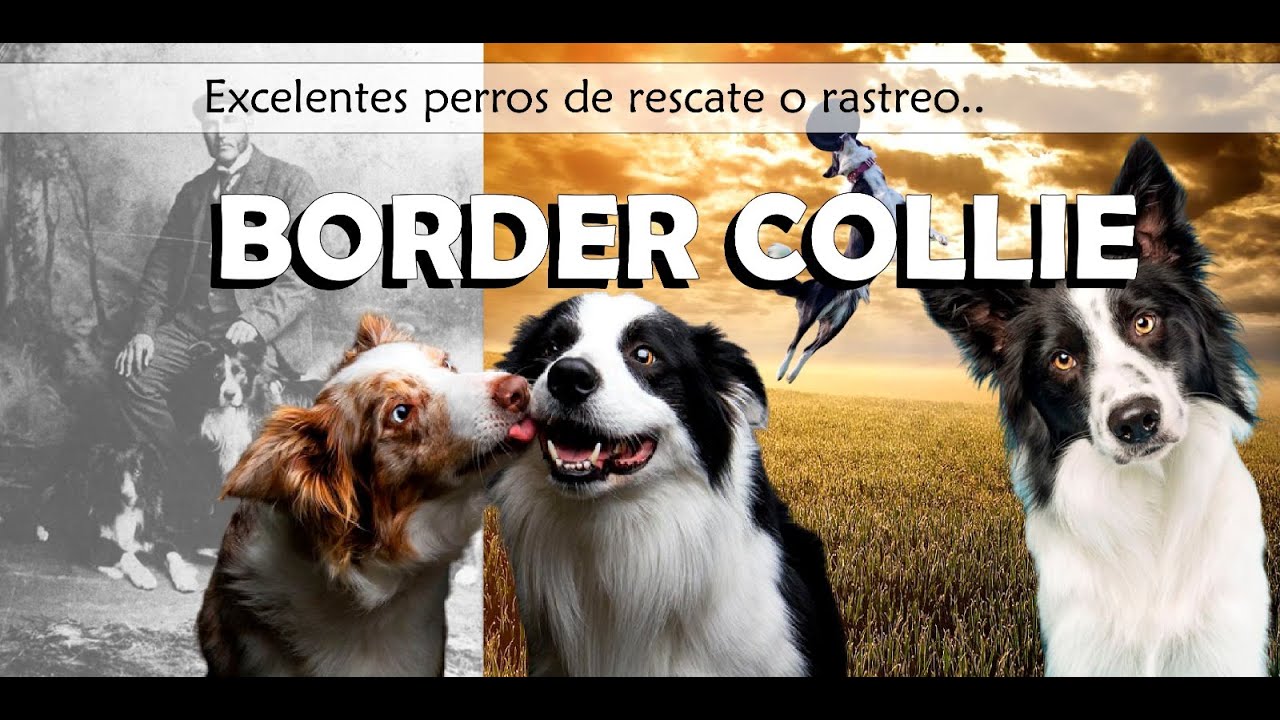 La historia del Border Collie: de perro pastor a compañero fiel - YouTube