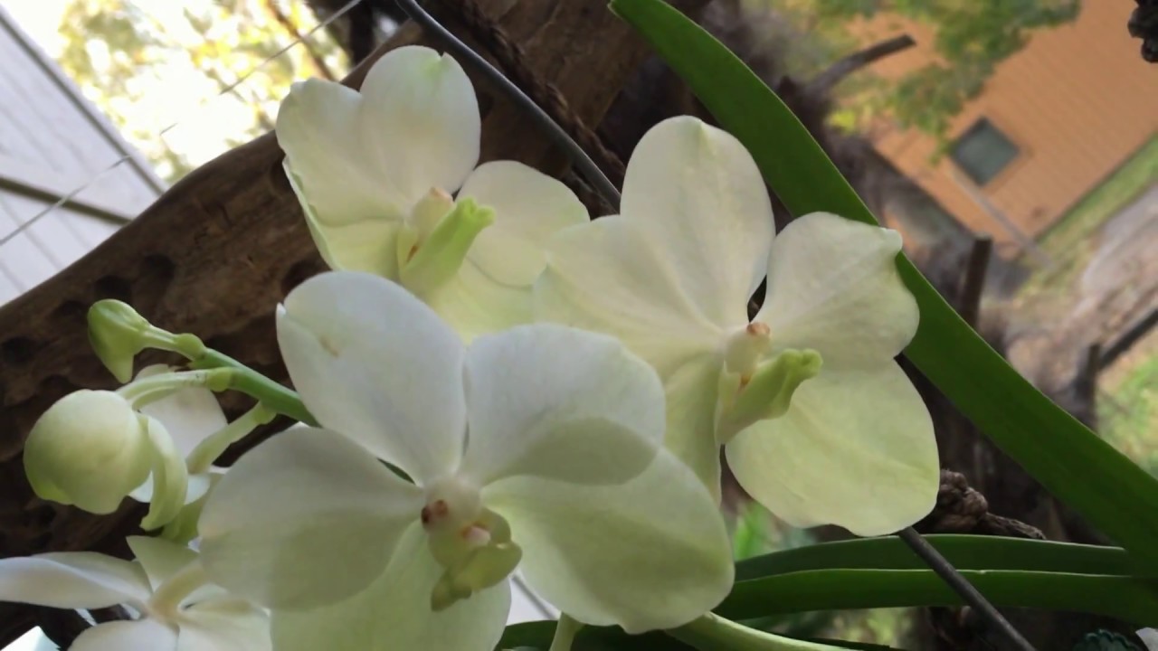 Vanda (Ascocenda) Princess Mikasa white angel - YouTube