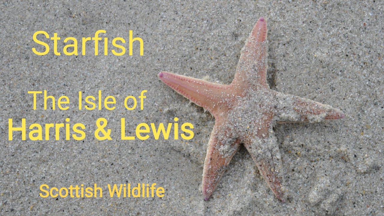 Starfish walking / Isle of Harris & Lewis / Scottish Wildlife 🏴󠁧󠁢󠁳󠁣󠁴󠁿 ...