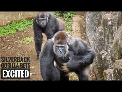 Silverback Gorilla Gets Irritated | Monta Beating His Chest | Monta & Momoka