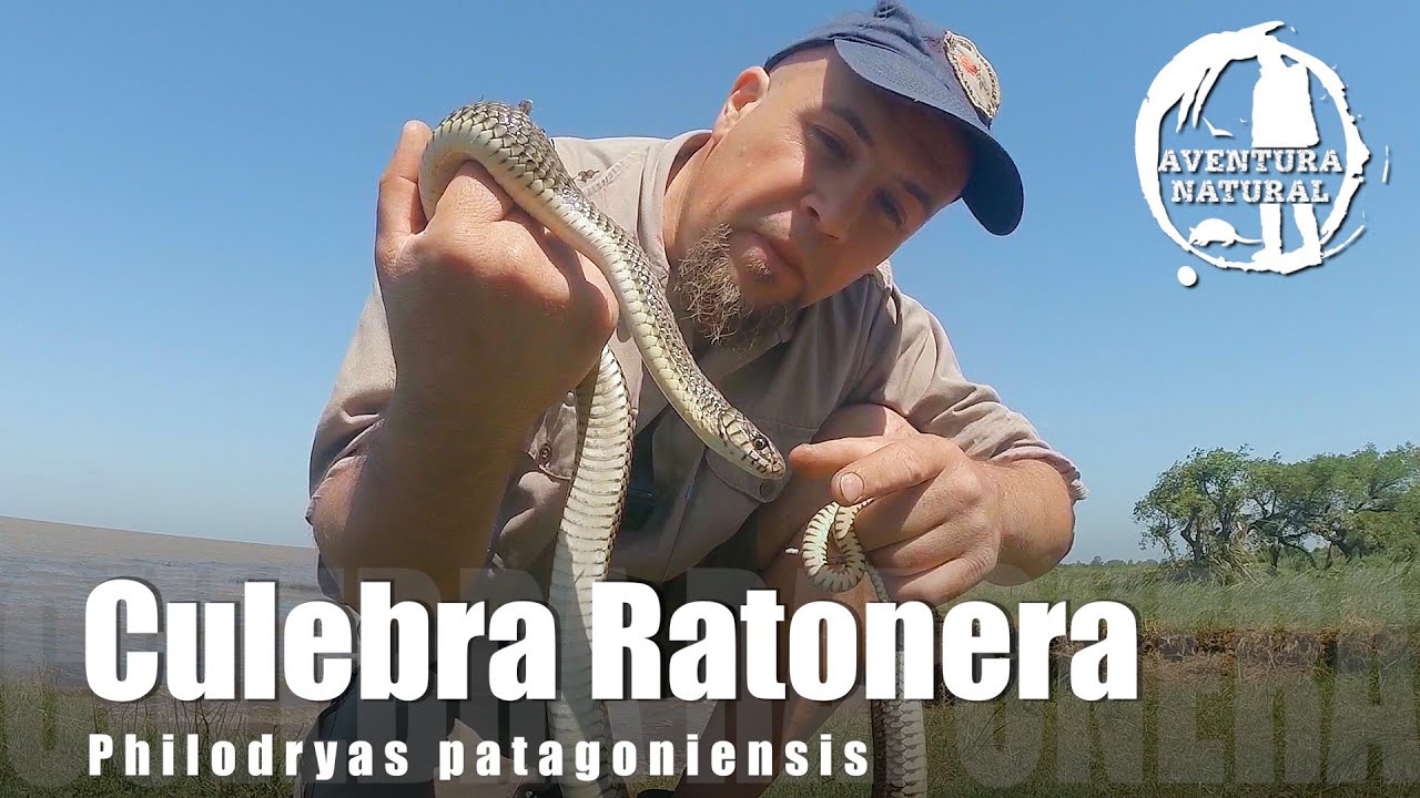 CULEBRA RATONERA - Philodryas patagoniensis - - YouTube