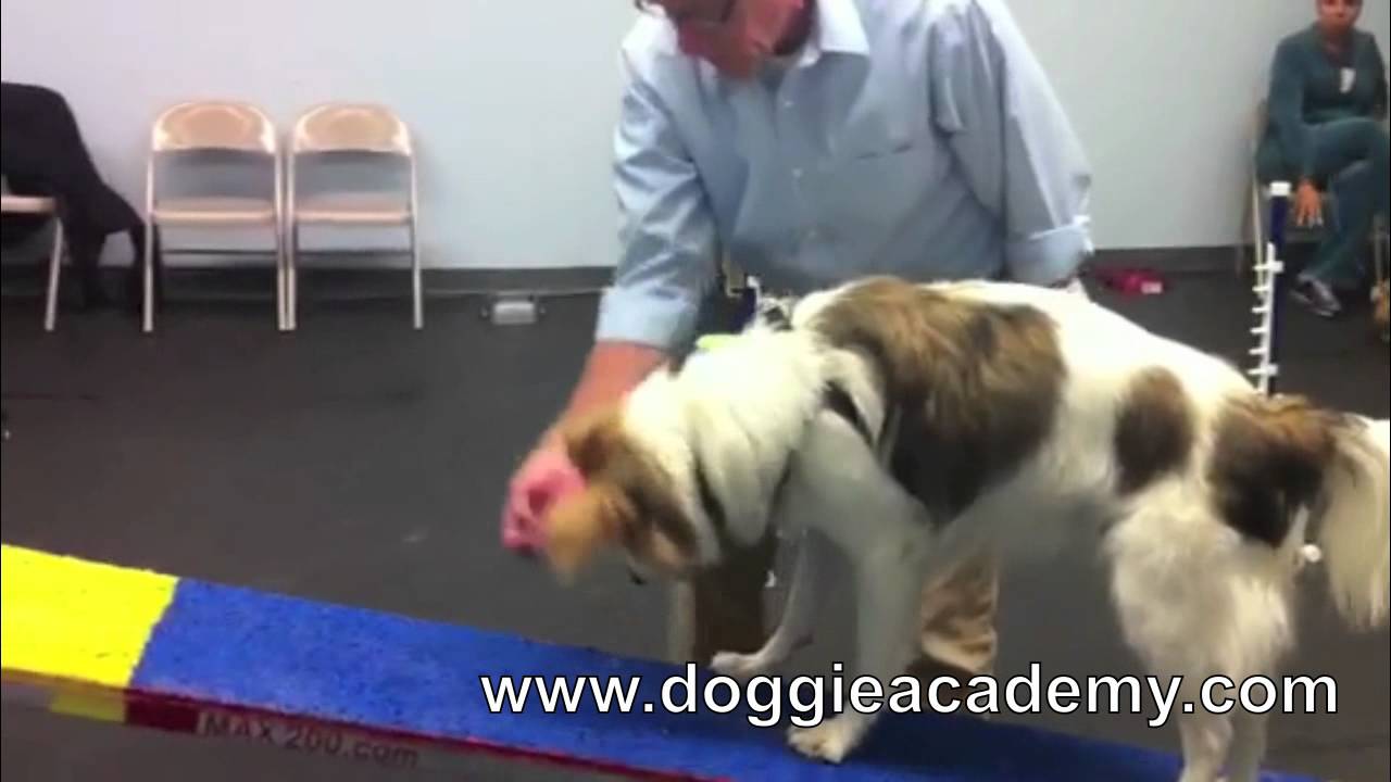 Junior take the teeter for the first time - YouTube