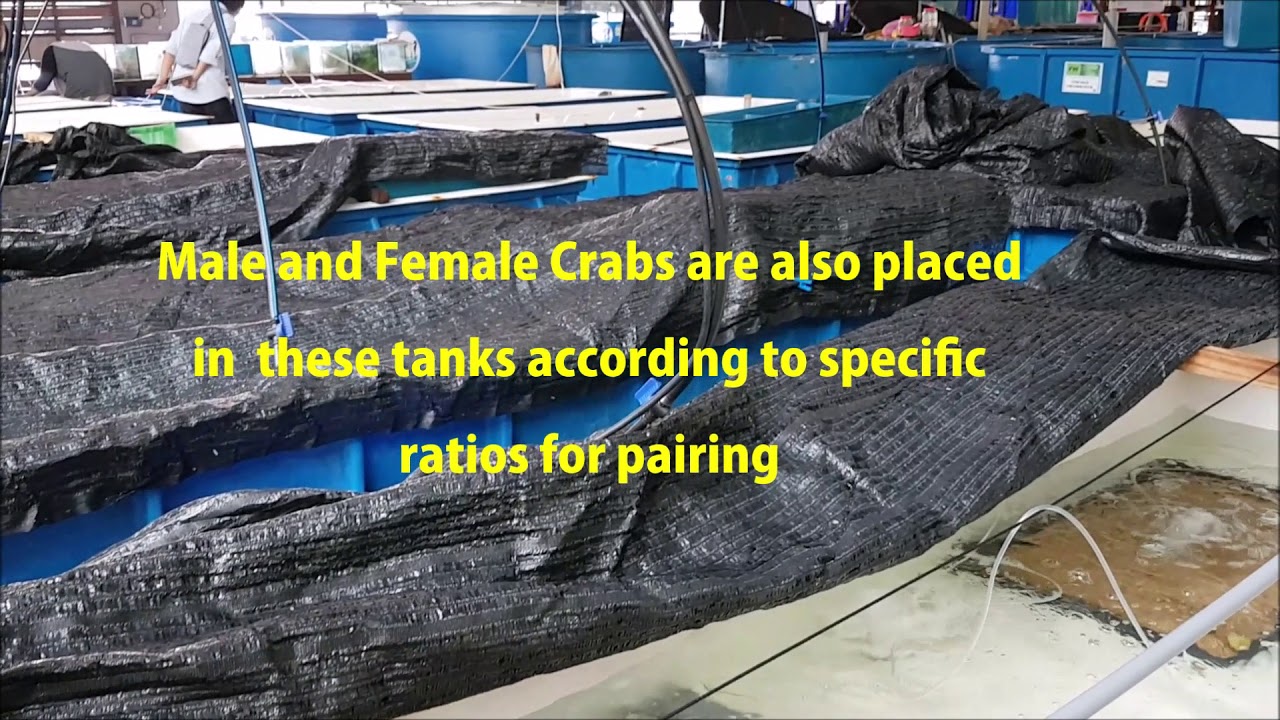 Mud Crab BroodStock Tank at UMT- Mud Crab Hatchery - YouTube