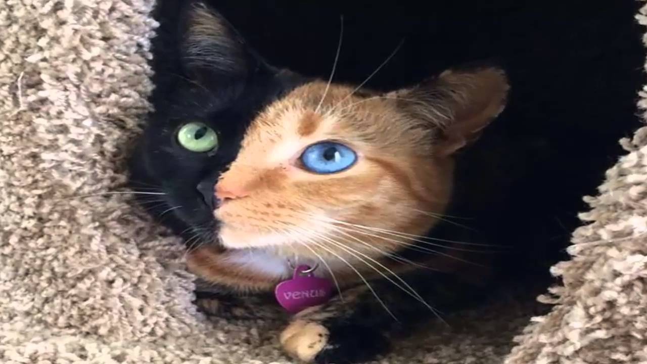 MANCHAS CURIOSAS EN ANIMALES HERMOSOS. Curious spots on animals - YouTube