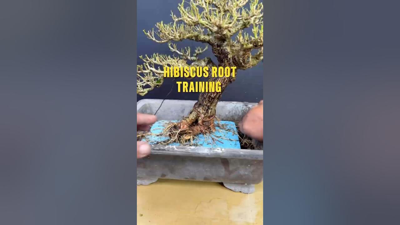 HIBISCUS BONSAI ROOT TRAINING - YouTube