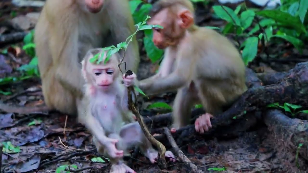 #OMG! BABY MONKEY HUNGRY TRY FAST TO DRINK SWEET MILK MOMMY.\ GOOD MONKEY CLIP | MONKEYS ZONE ...
