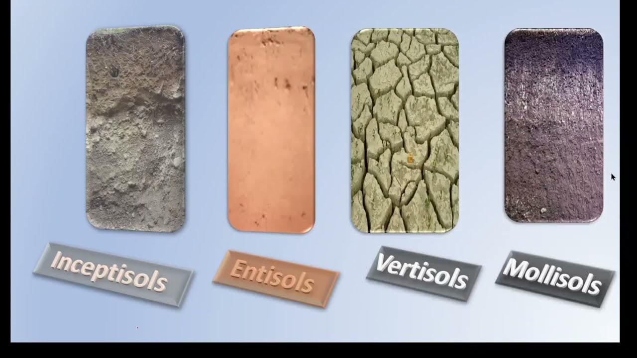 Inceptisols Entisols Vertisols and Mollisols are orders of which one of ...