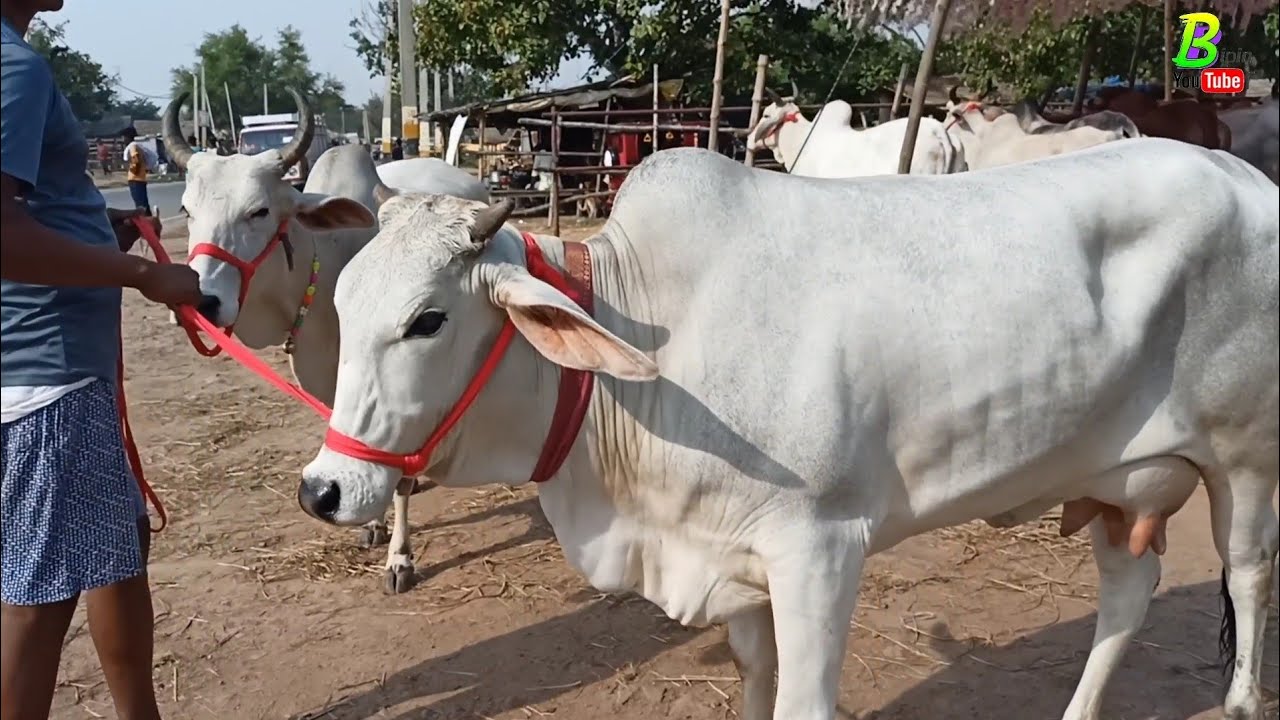 यहा हर तरह की देसी गाय मिलती है | Cow Market | Chausa Pashu Mandi 2023 ...