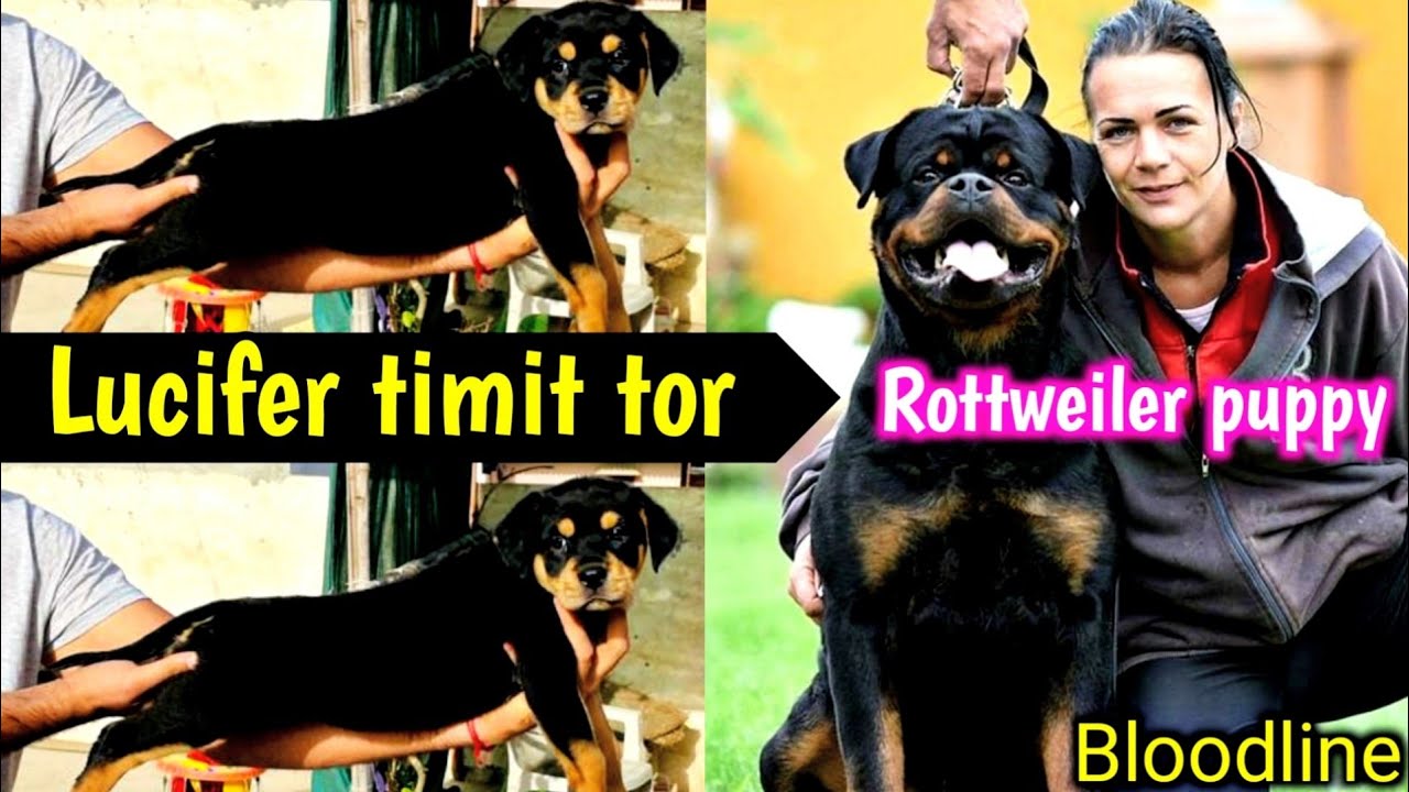 Rottweiler puppy from Lucifer timit tor bloodline || best quality heavy ...