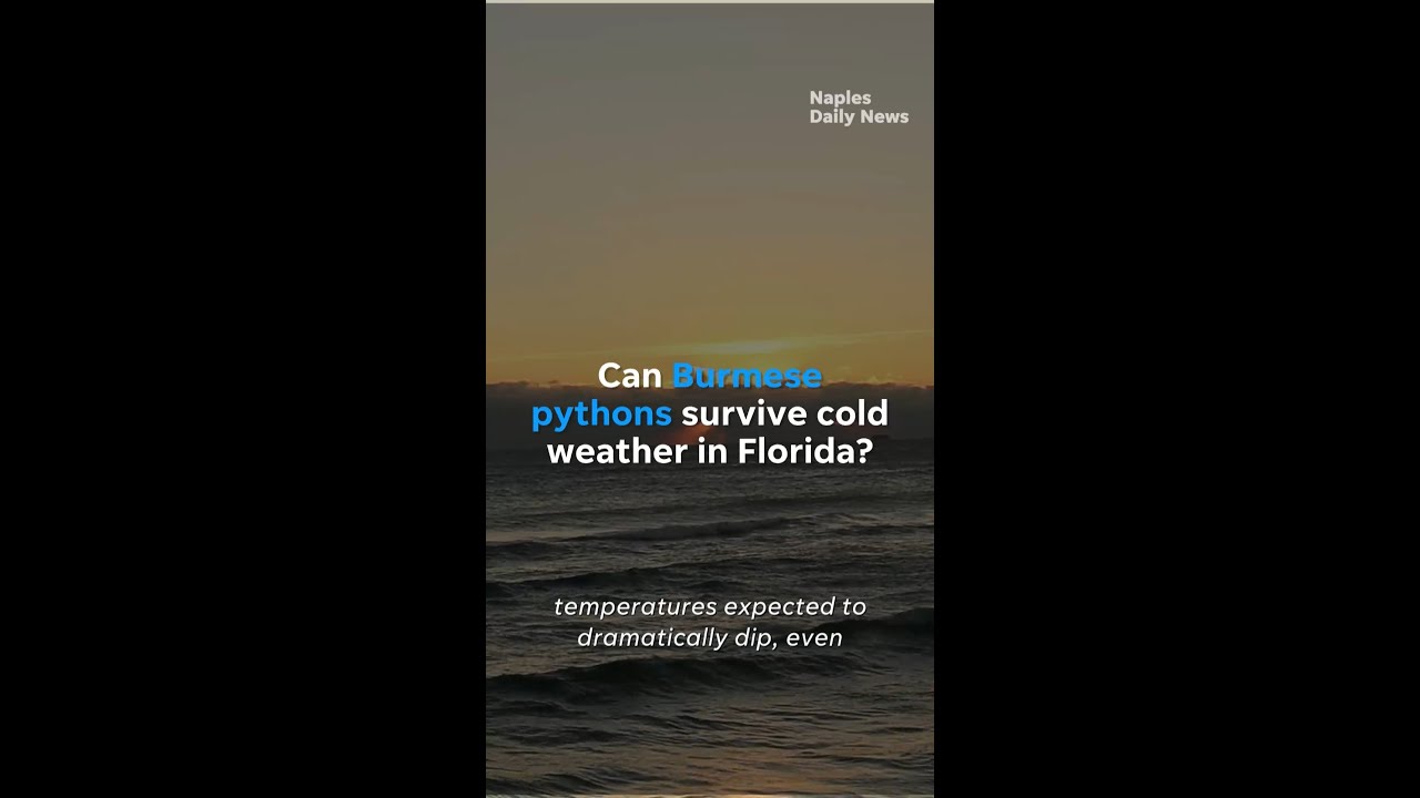 Cold weather in Florida: Can Burmese pythons survive? - YouTube