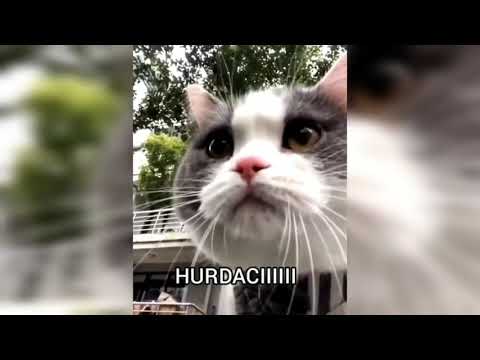 Türkçe Konuşan Kediler 😂 Miyavca Altyazı 😻 Uzaylı Kediler Talking Cats   Alien Cats