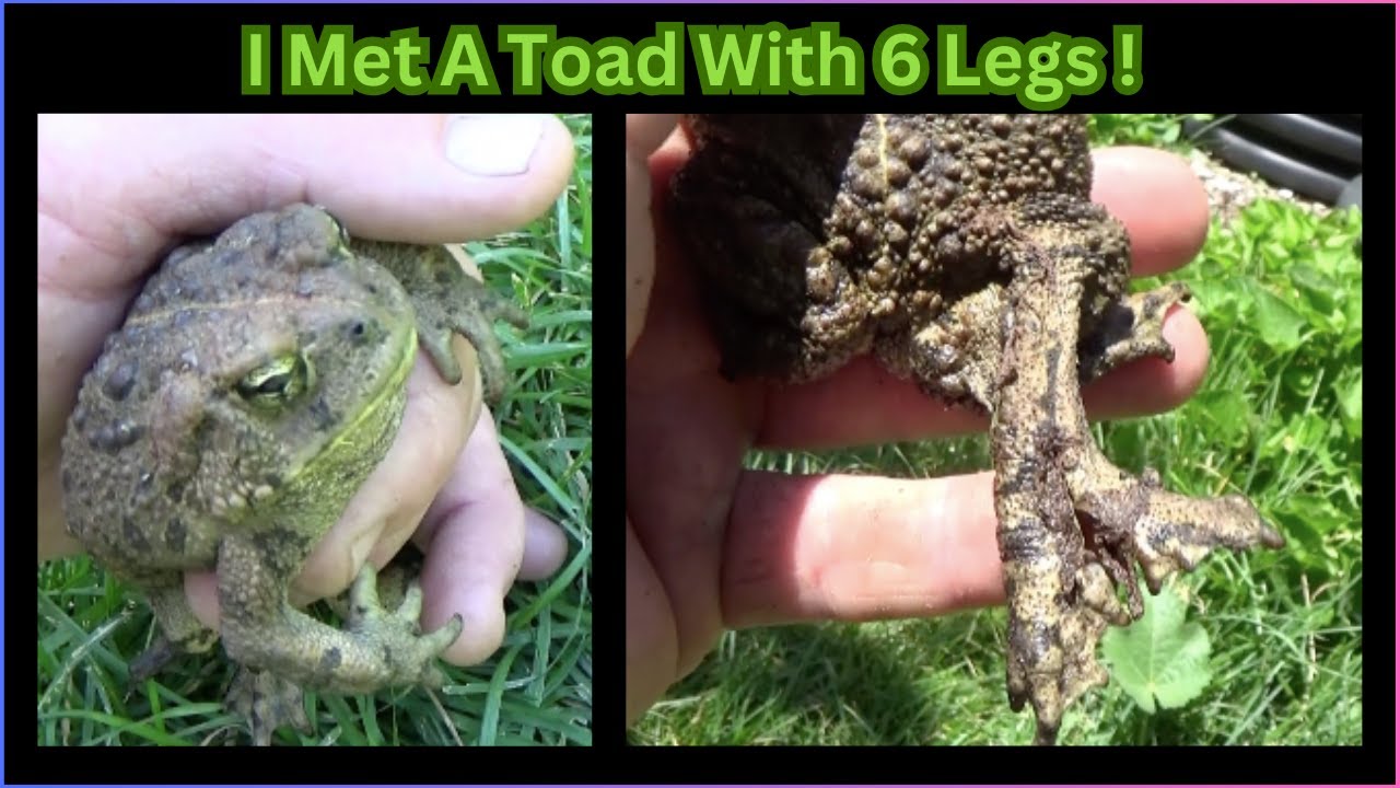 Se 8 Ep 48 - I Met A Toad With Six Legs ! - Details Of The Wild - By ...