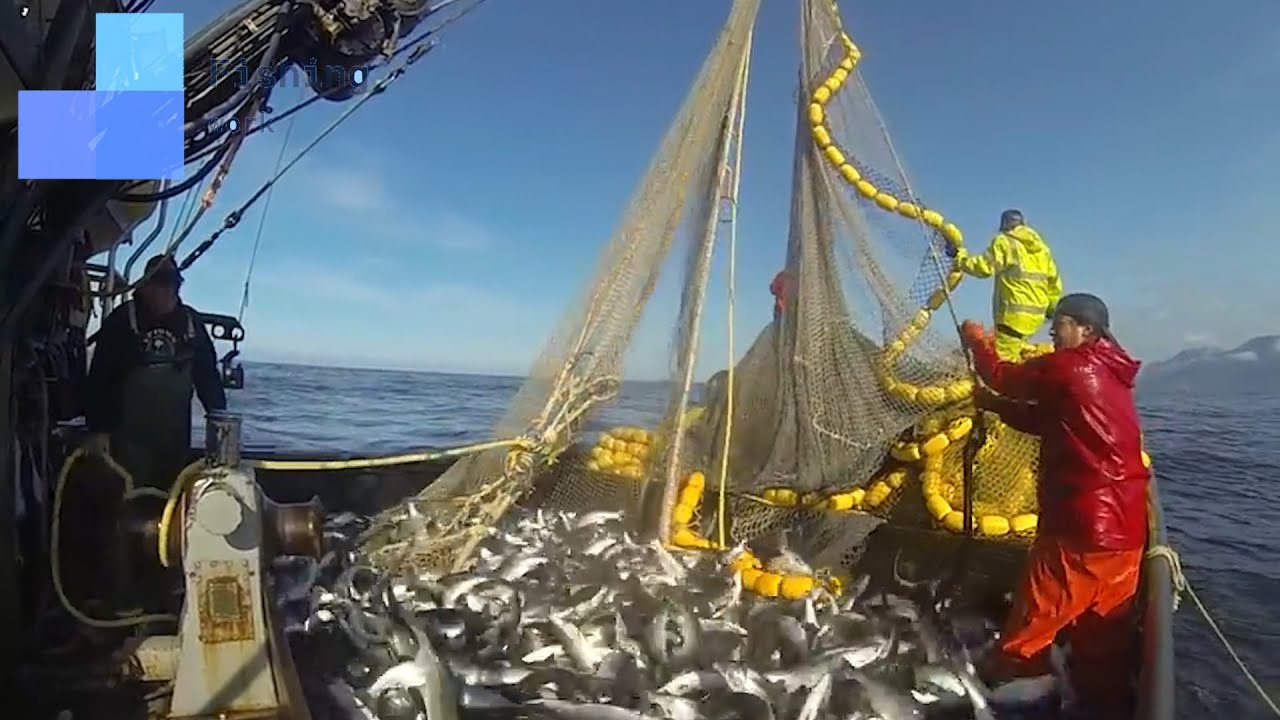 Catch hundreds of tons of fish with modern big boats || Great fishing ...