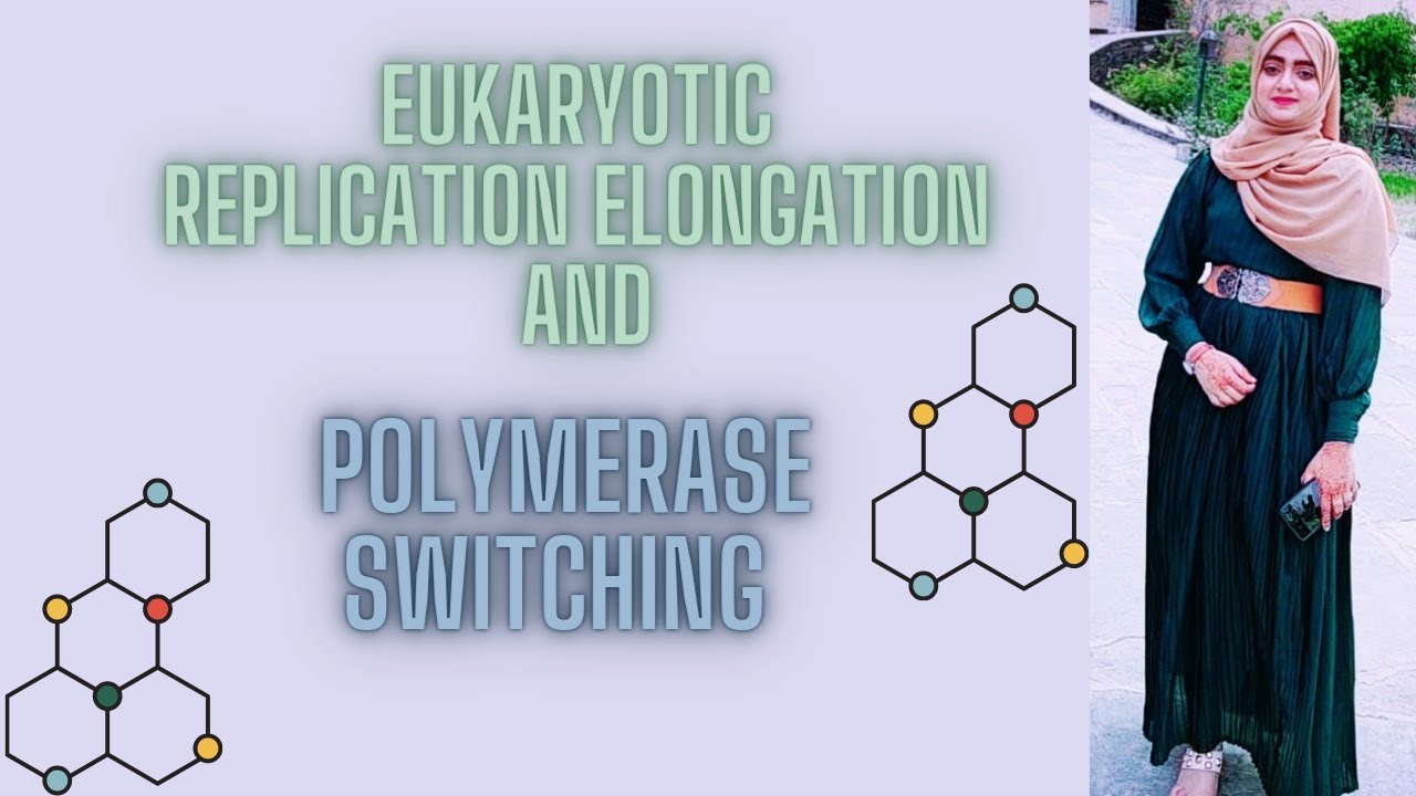 DNA replication elongation in EUKARYOTES | polymerase switching ...