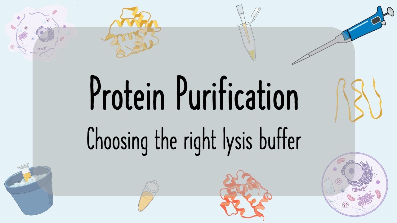 Protein Purification Lysis Buffer - How to choose the right one and ...