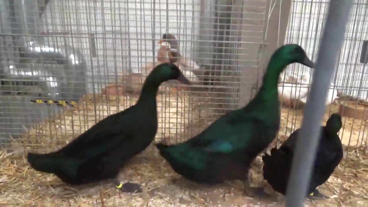 Cayugaenten*schwarz*Erpel*Ente*99. Bundessiegerschau Erfurt 2017 ...