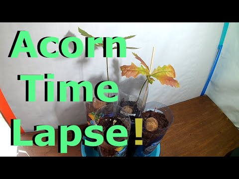 Bur Oak Acorns Sprouting into Oak Trees. Four Day Time Lapse in Three ...