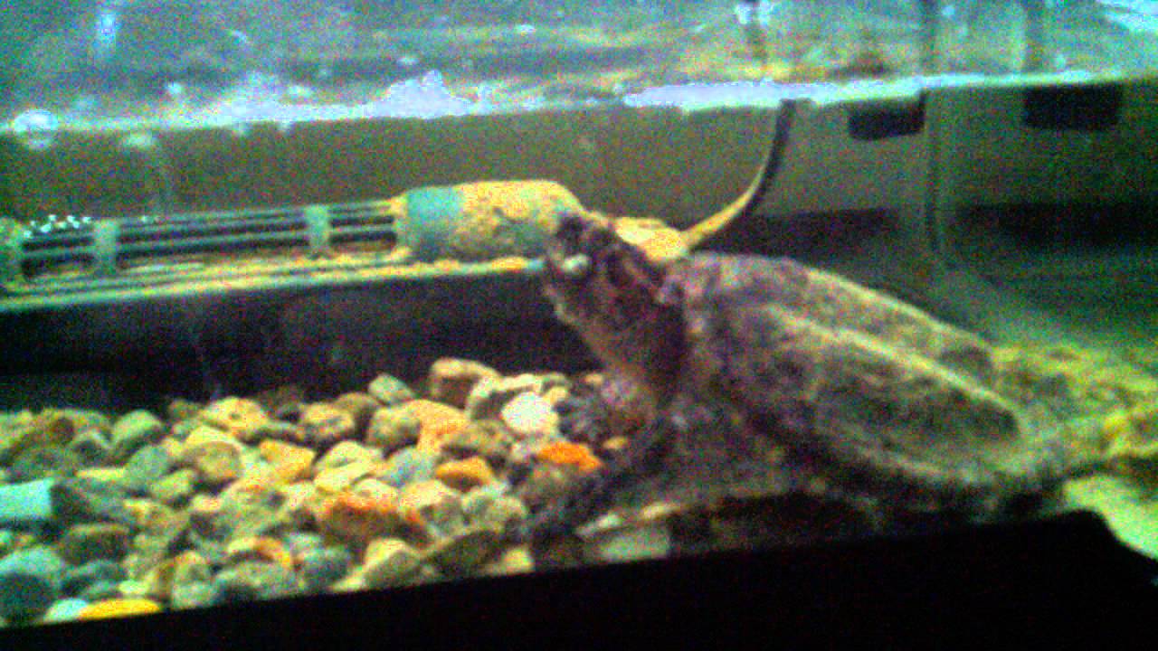 Baby Snapper Is a Hungry Boy - YouTube