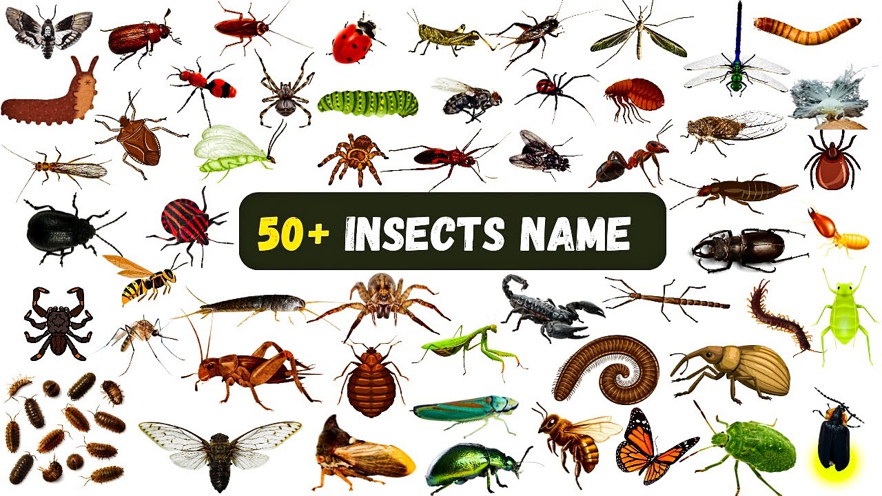 50+ Insects And Worms Name in English And Hindi with Pictures - YouTube