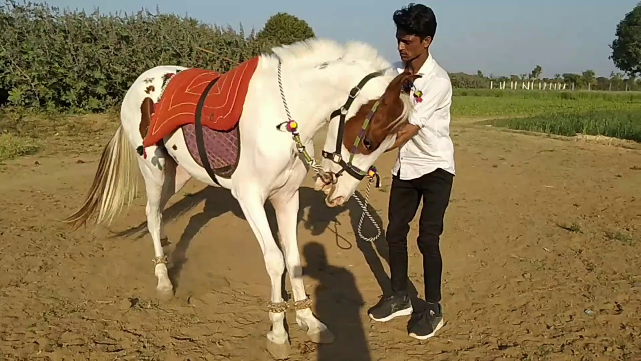 Ghodi dance training part 2 - YouTube