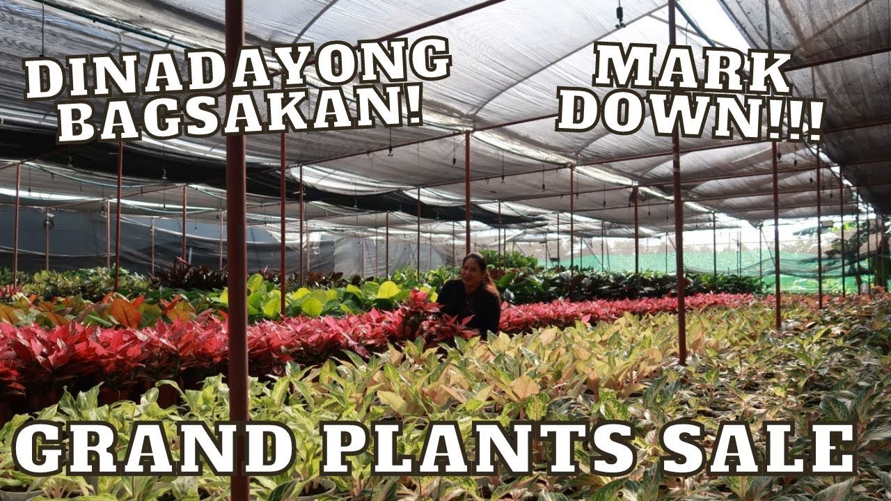 PINAKAMURANG BAGSAKAN NG MGA IMPORT RARE PLANTS SA PILIPINAS | DINADAYO ...