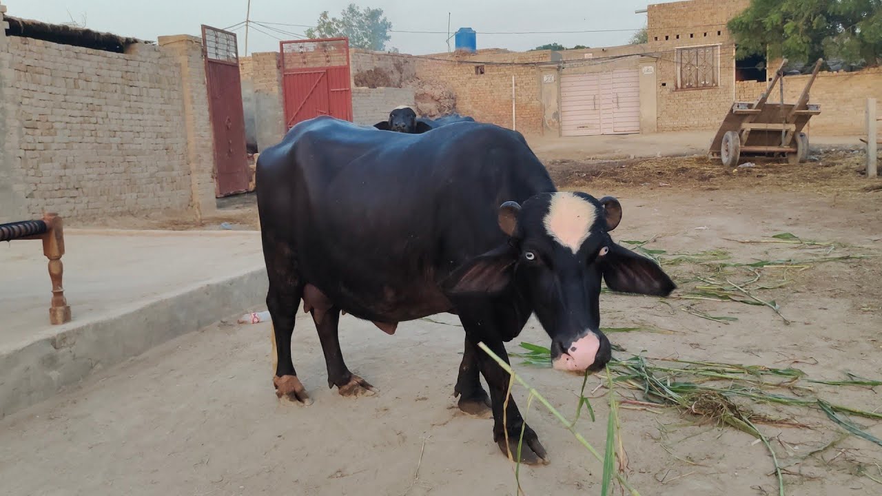 pure nili Ravi bafflow Top maliking for sale punjab Pakistan on YouTube ...