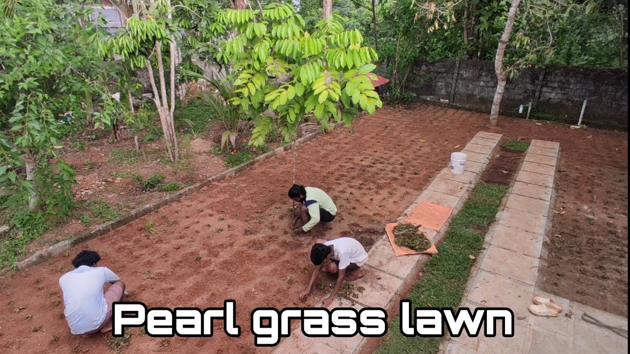 Pearl grass lawn at Thiruvalla | garden works | landscaping works ...