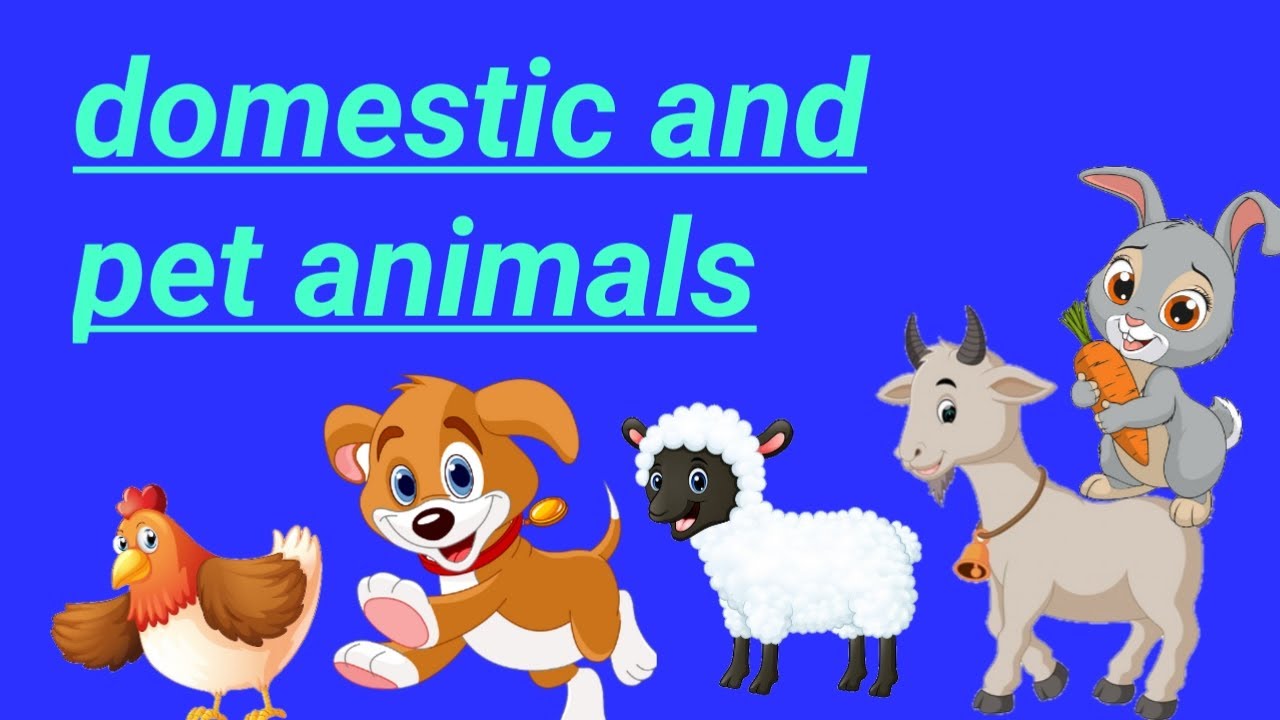 Domestic and pet animal paltu janwar ke naam #laralappakids, - YouTube