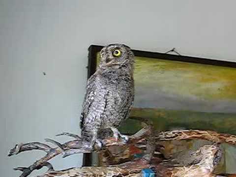 Young Owl dancing - YouTube