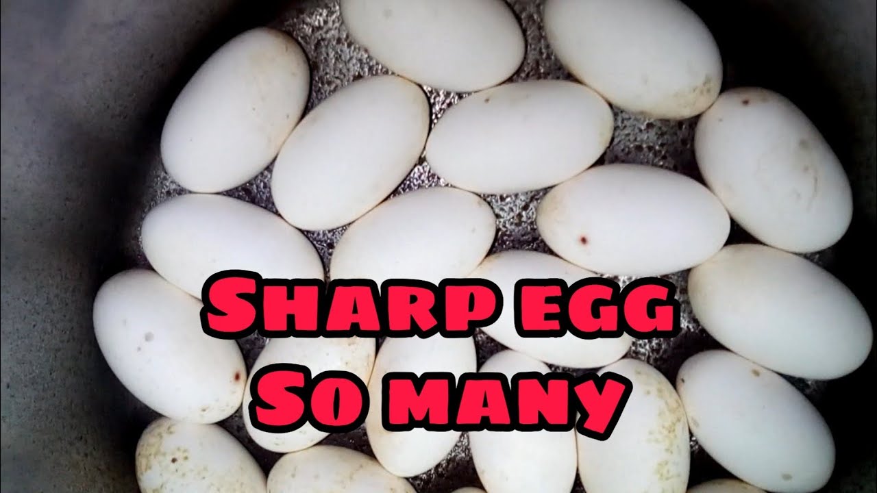 Cinematic video Sharp egg so many - YouTube