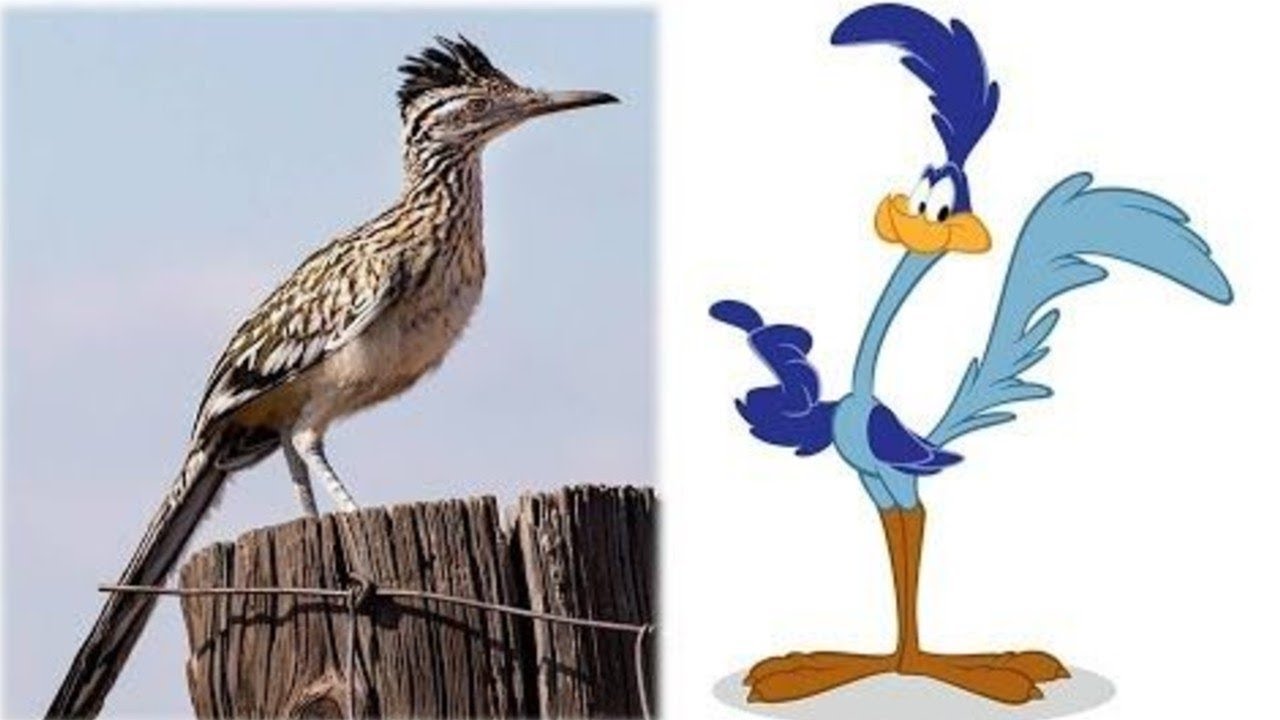 ¡Conoce al correcaminos y su relación con la caricatura! - YouTube