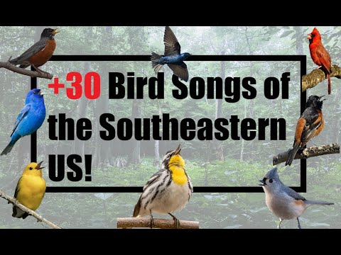+30 Common Bird Songs! - Master Birding by Ear THIS Spring! - YouTube