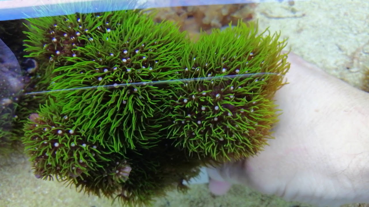 Briareum Verde Fluor XL-15cm coral gandalf - YouTube
