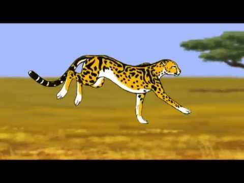 King Cheetahs Running Full Speed